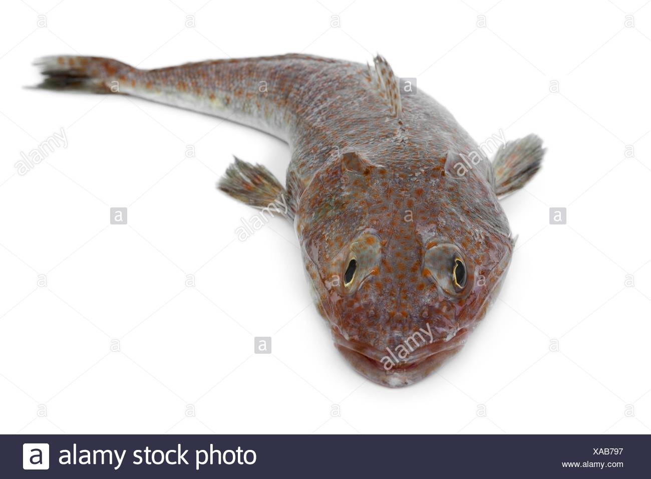 Australian Drink High Resolution Stock Photography and Images - Alamy