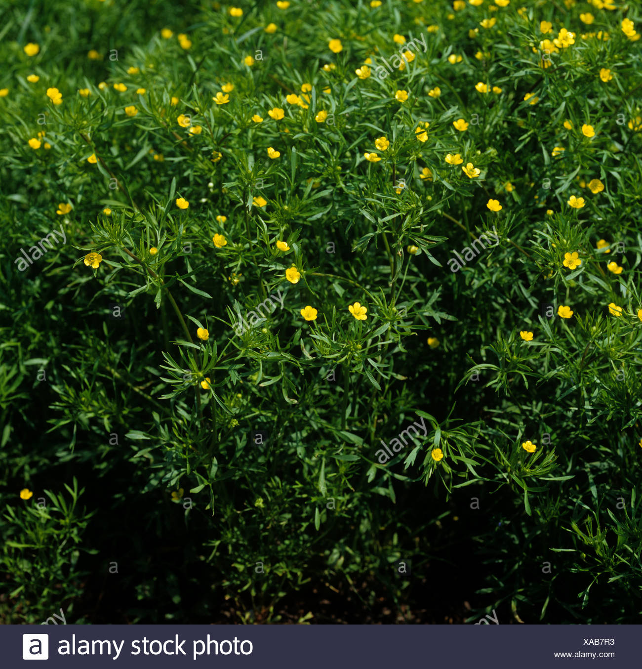 Corn Buttercup High Resolution Stock Photography and Images - Alamy