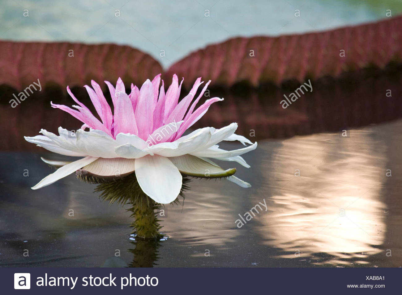 Victoria Amazonica A High Resolution Stock Photography and Images - Alamy