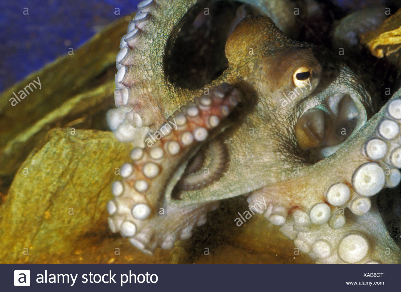 Octopus Octopus Vulgaris High Resolution Stock Photography and Images ...