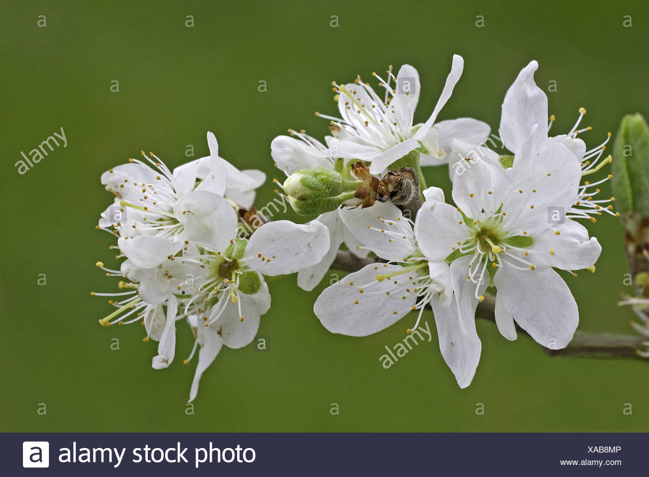 Bullace Plums High Resolution Stock Photography and Images - Alamy