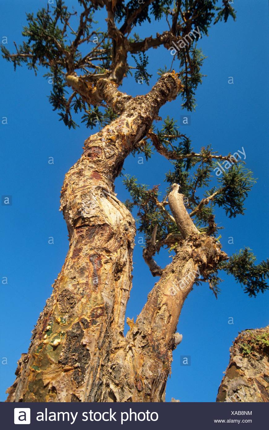 Boswellia Sacra Tree High Resolution Stock Photography and Images - Alamy