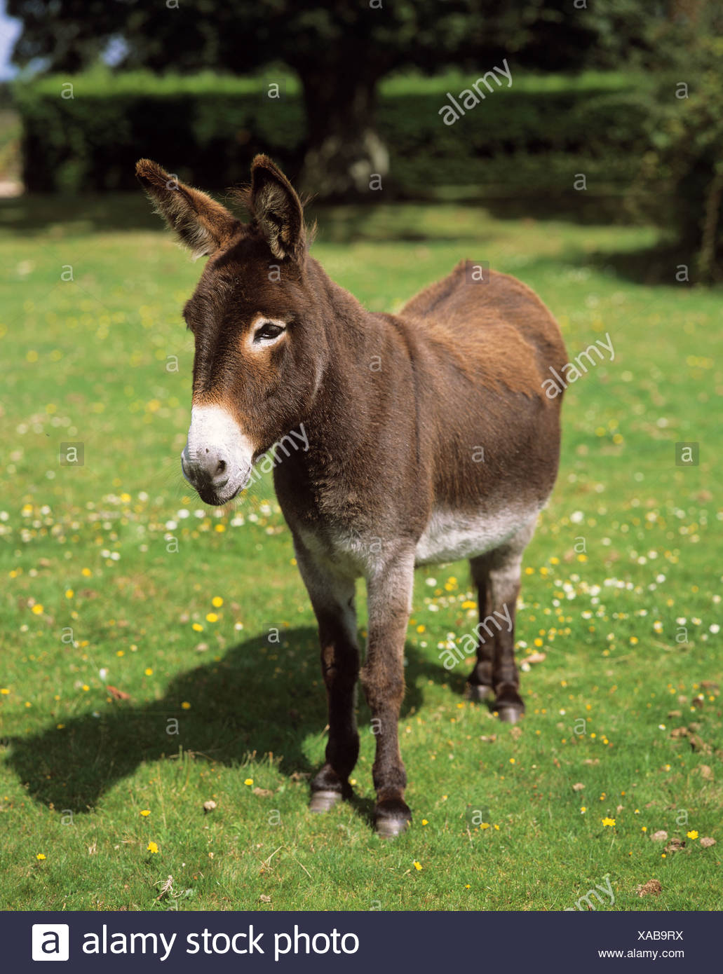 Poitou Donkey High Resolution Stock Photography and Images - Alamy