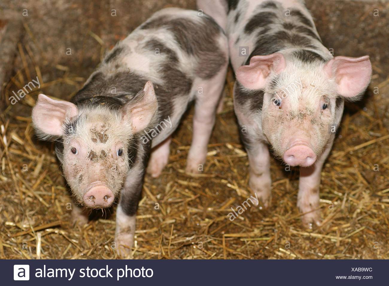 Piétrain Stock Photos & Piétrain Stock Images - Alamy