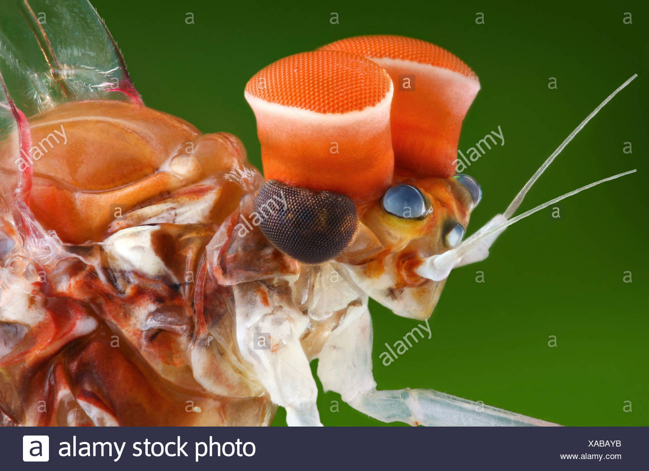 Stalked Compound Eyes High Resolution Stock Photography and Images - Alamy