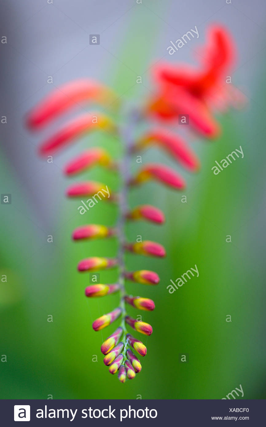 Red Funnel Shaped Flowers High Resolution Stock Photography and Images ...