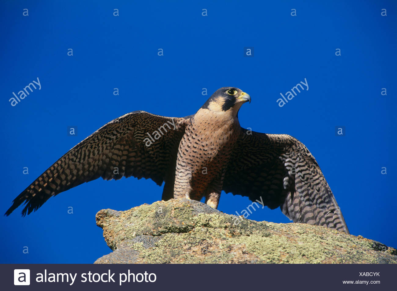 Falcon Spreading High Resolution Stock Photography and Images - Alamy