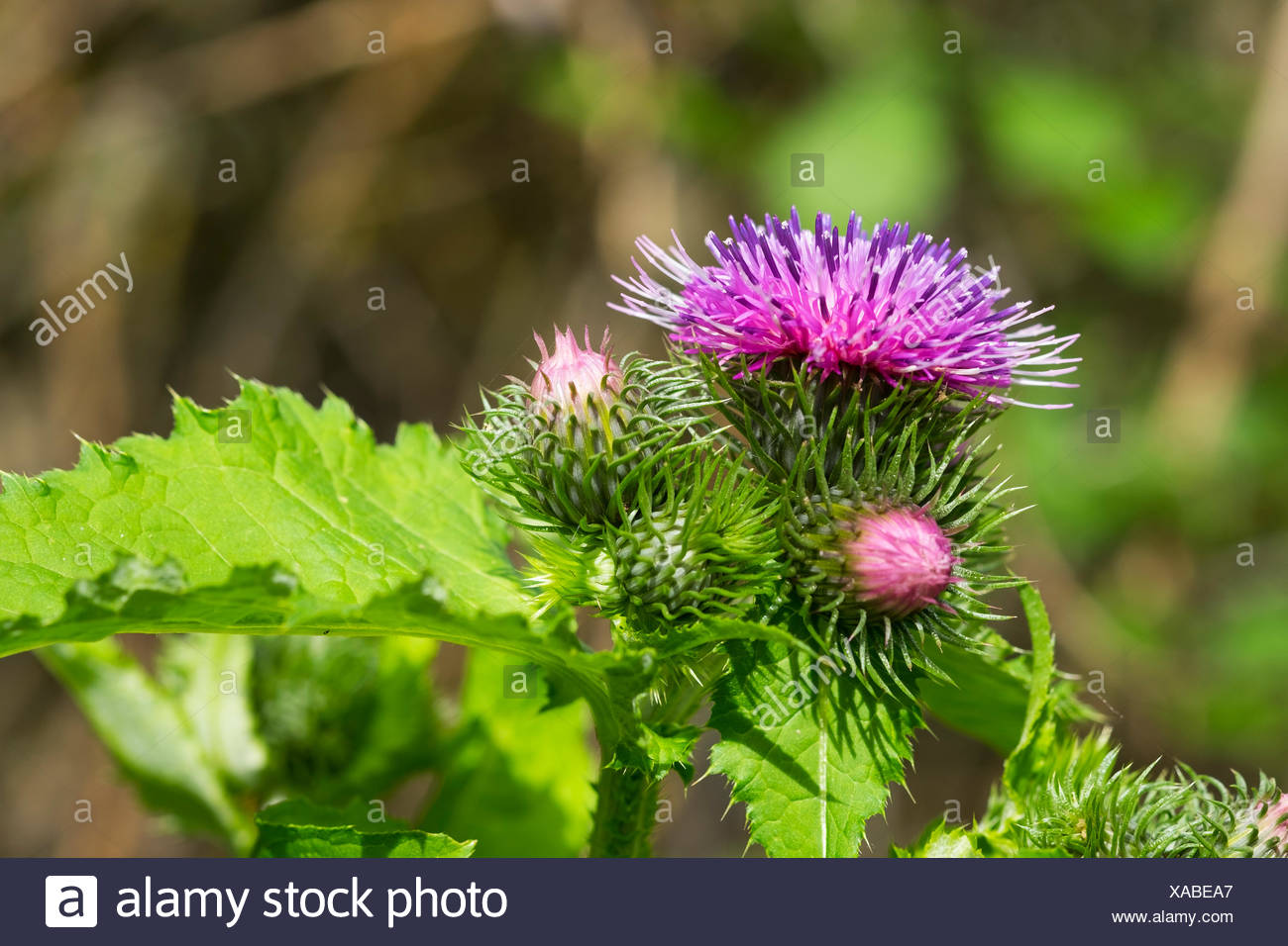 Kletten Distel Stock Photos & Kletten Distel Stock Images - Alamy