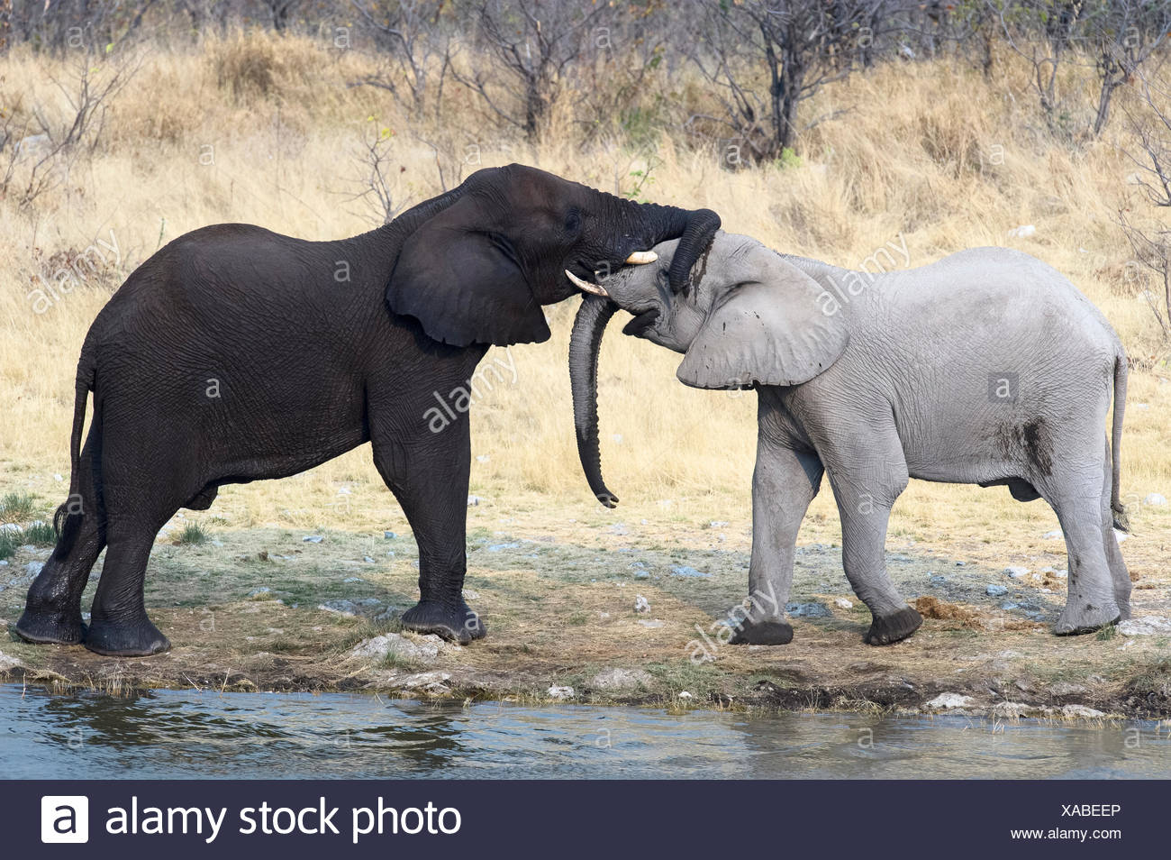 Elephants Touching Trunks High Resolution Stock Photography and Images ...
