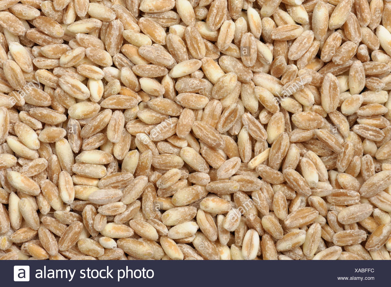 Spelt Wheat Triticum Spelta High Resolution Stock Photography and ...