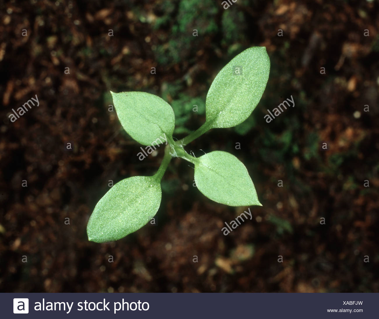 Chickweed Stellaria Media Seedling Cotyledon High Resolution Stock ...