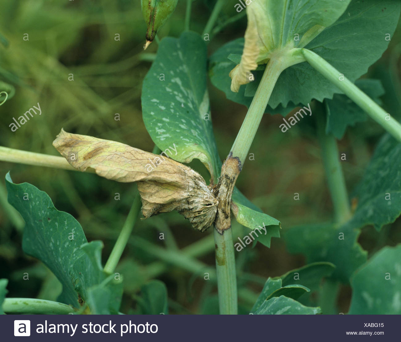 Botrytis Stock Photos & Botrytis Stock Images - Alamy