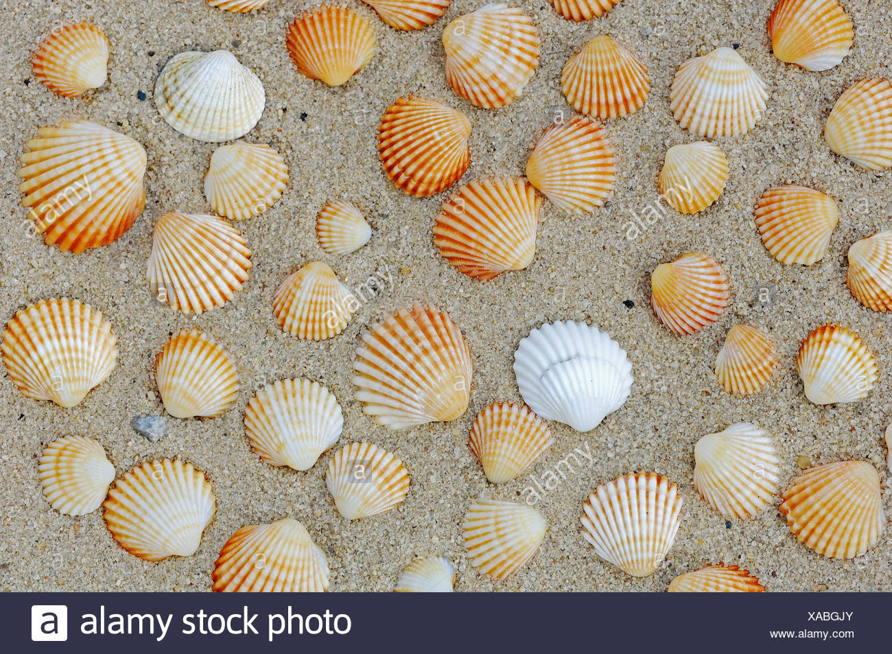 Cardium High Resolution Stock Photography and Images - Alamy