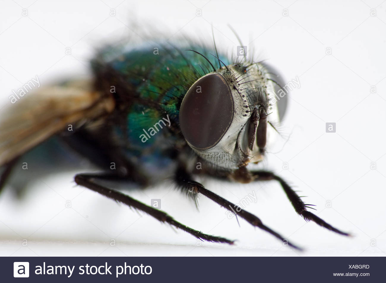 Housefly High Resolution Stock Photography and Images - Alamy