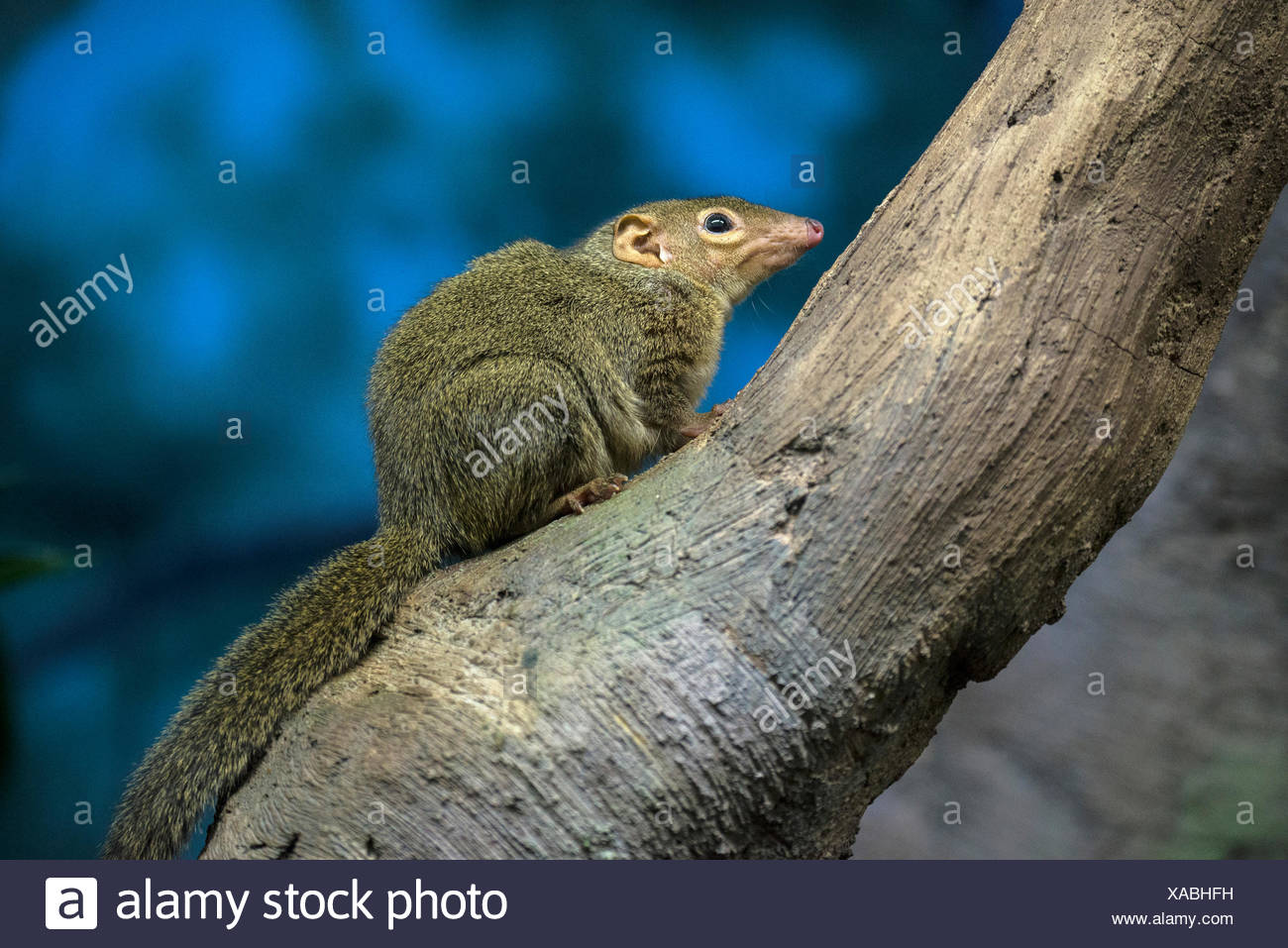 Tupaia High Resolution Stock Photography and Images - Alamy