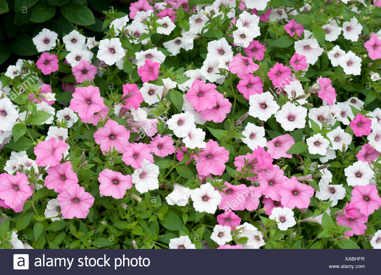 Supertunia Stock Photos & Supertunia Stock Images - Alamy