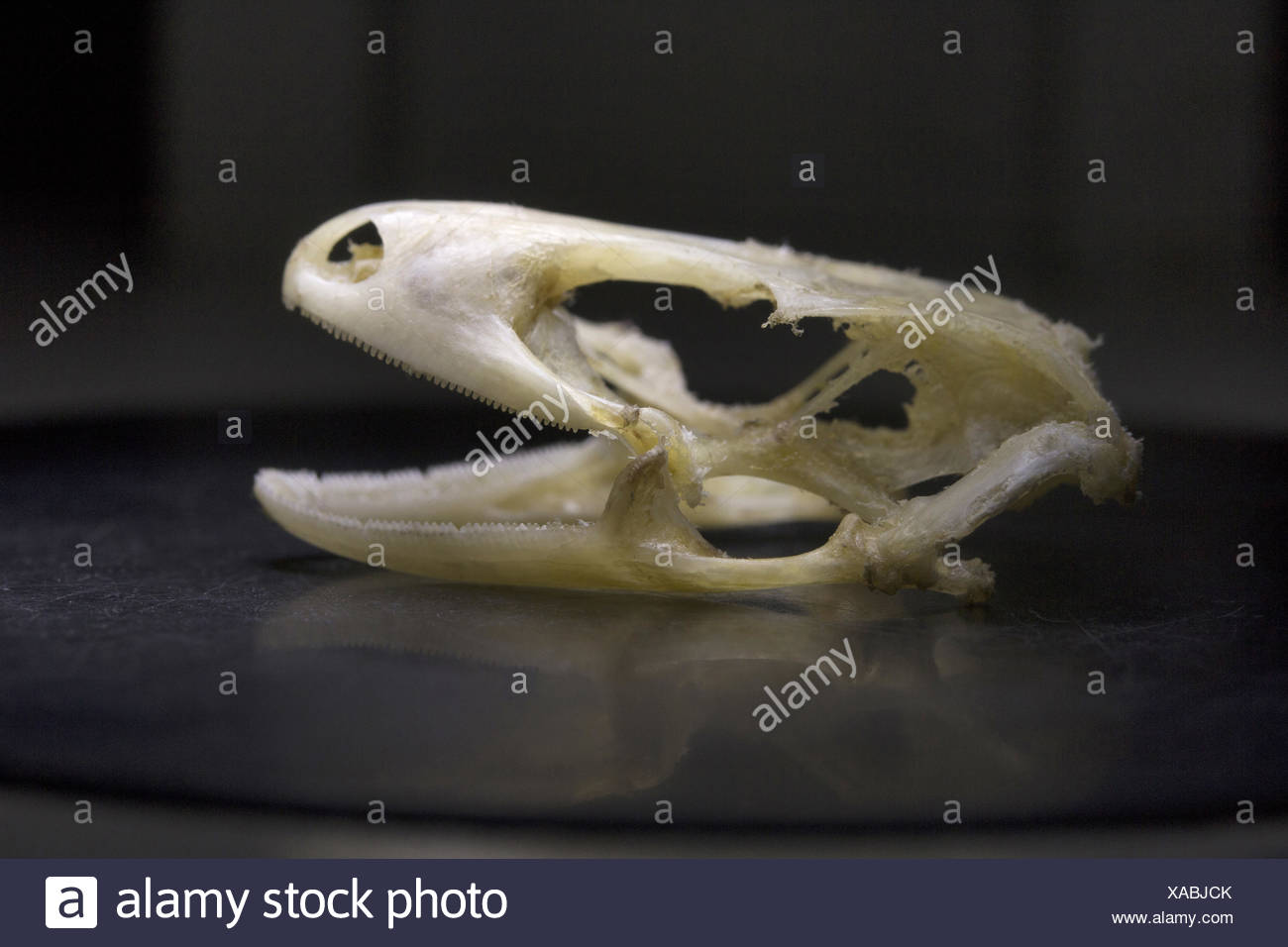 Vertebrate Skeleton Lizard High Resolution Stock Photography and Images ...