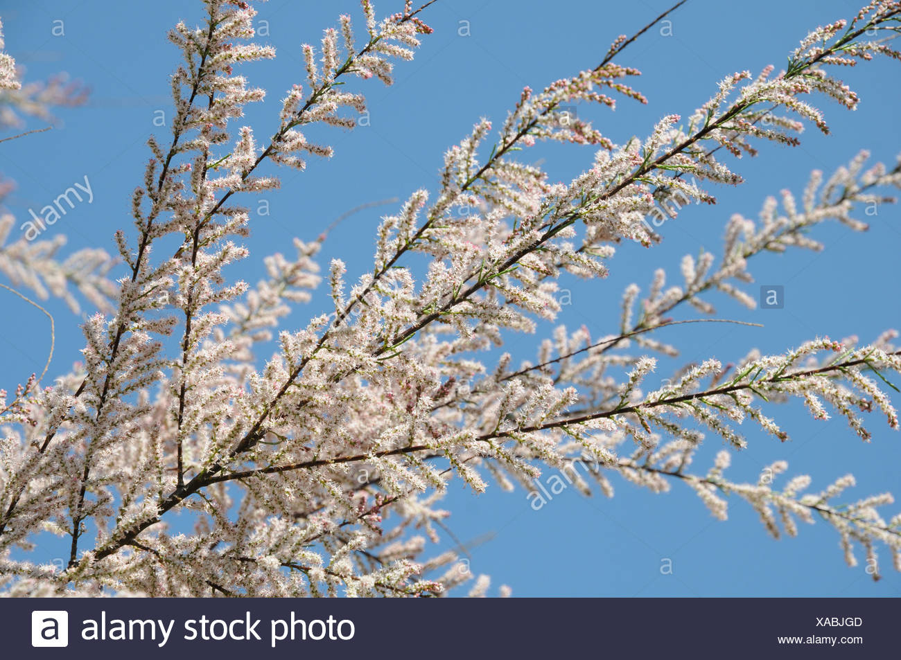 Tamarix Parviflora High Resolution Stock Photography and Images - Alamy