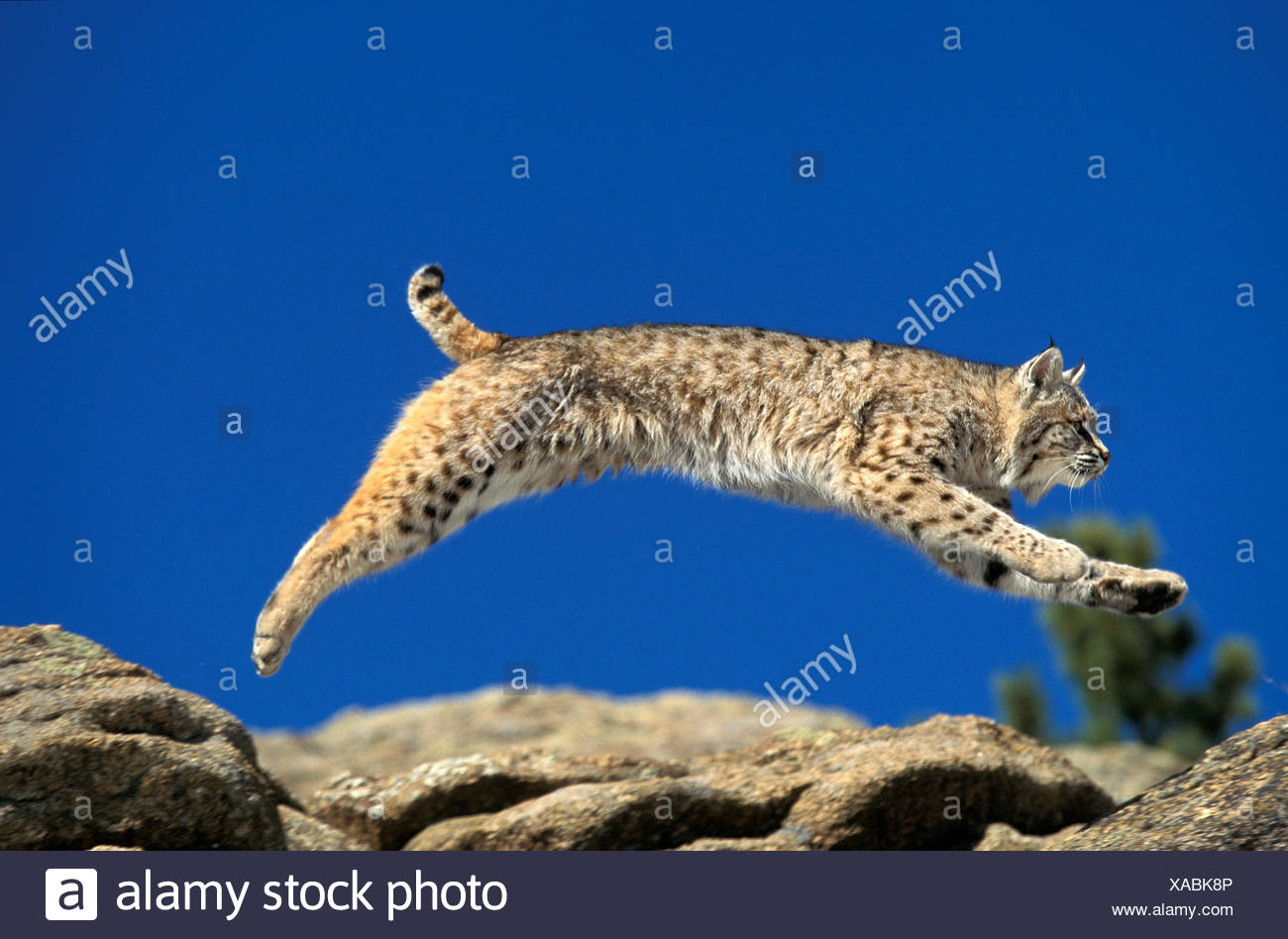 Bobcat Jumping High Resolution Stock Photography and Images - Alamy
