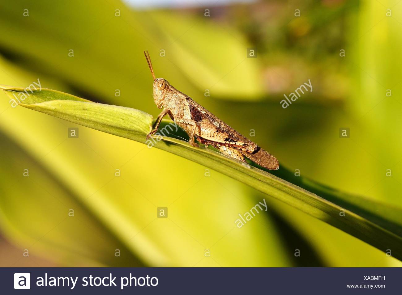 Grasshopper India Stock Photos & Grasshopper India Stock Images - Alamy