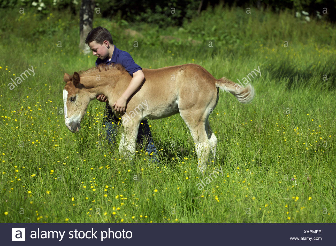 Norman Cob High Resolution Stock Photography and Images - Alamy
