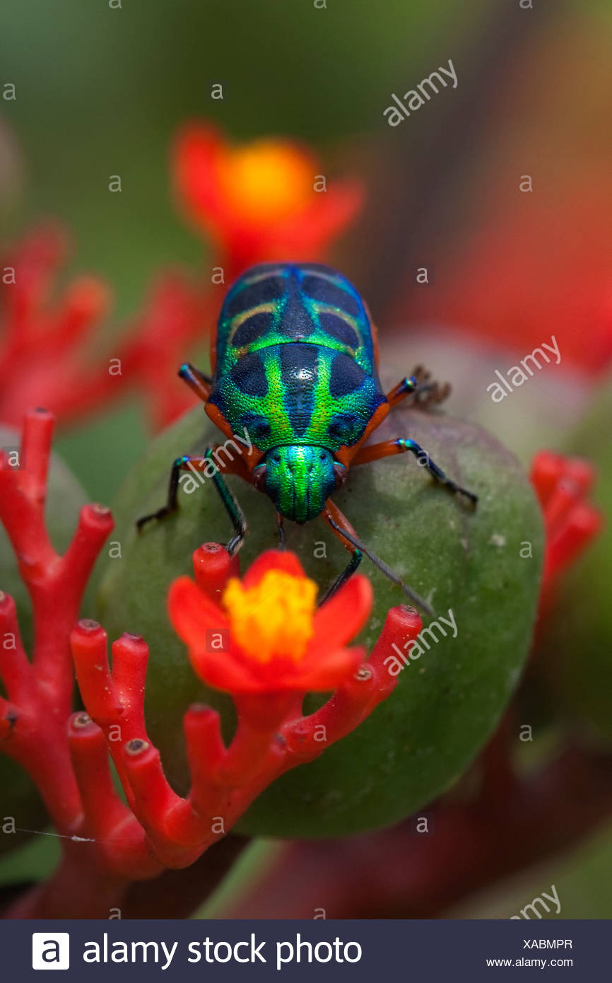 Uganda Insects High Resolution Stock Photography and Images - Alamy
