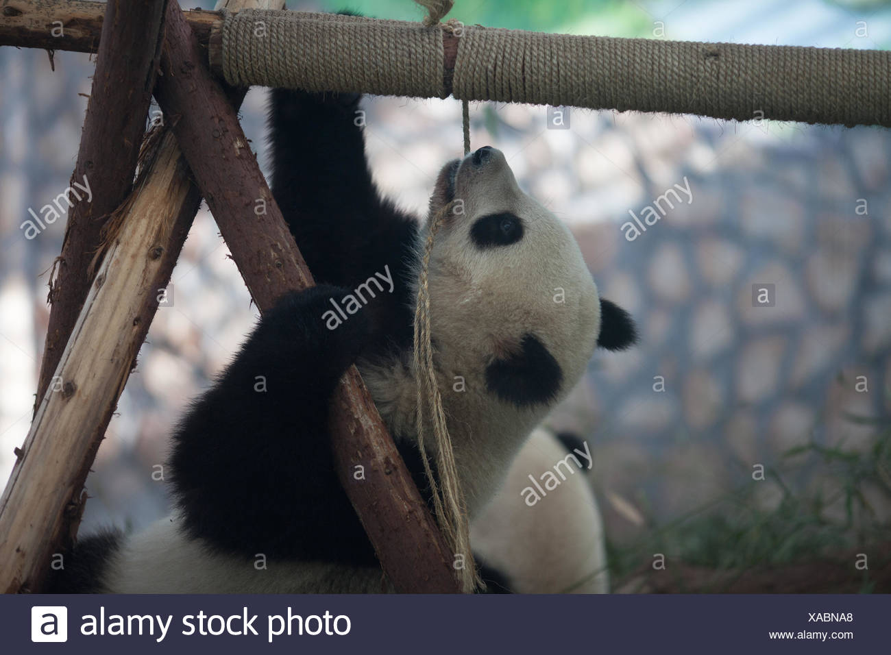 Species Behavior High Resolution Stock Photography and Images - Alamy