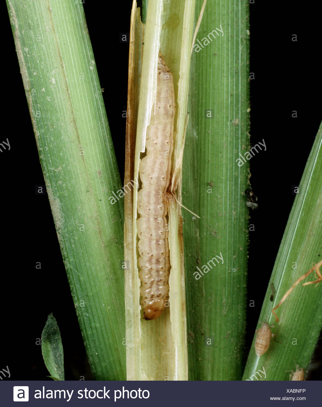 Borer Moth Stock Photos & Borer Moth Stock Images - Alamy