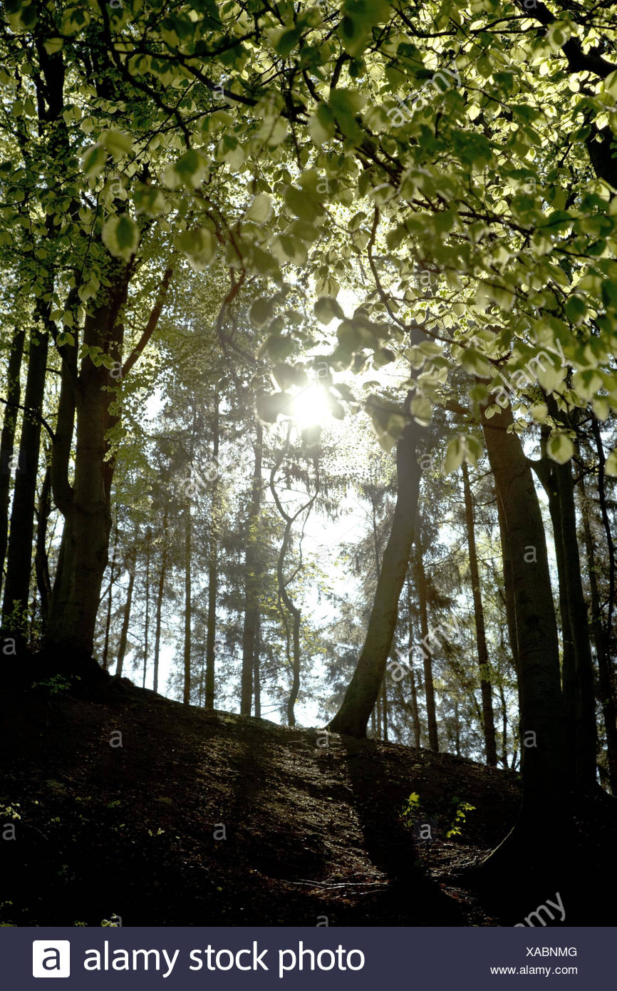 Deciduous Forest Floor High Resolution Stock Photography and Images - Alamy