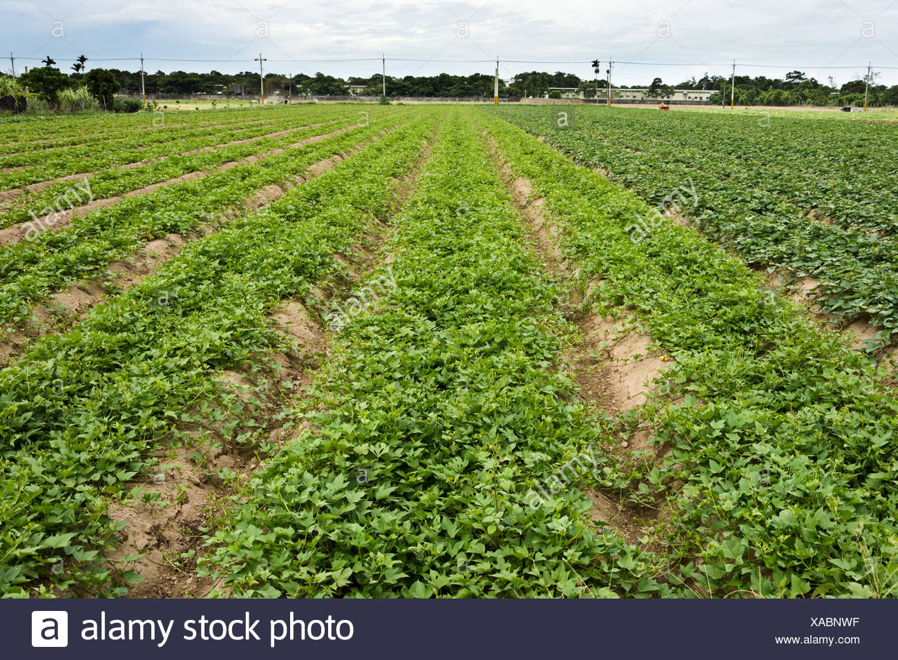 Cultivated Land Stock Photos & Cultivated Land Stock Images - Alamy