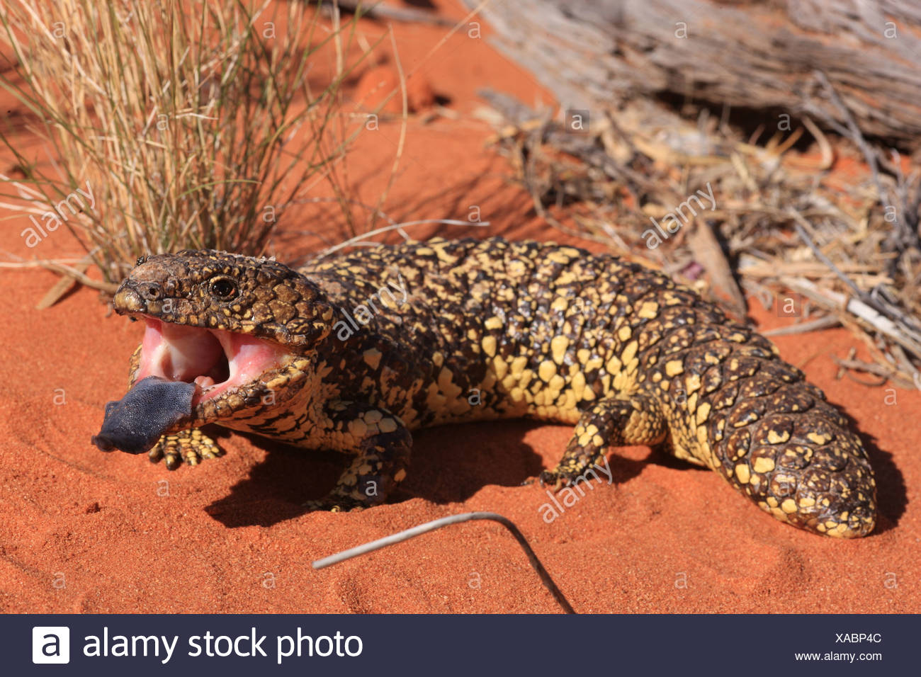 Sleepy Lizard Stock Photos & Sleepy Lizard Stock Images - Alamy