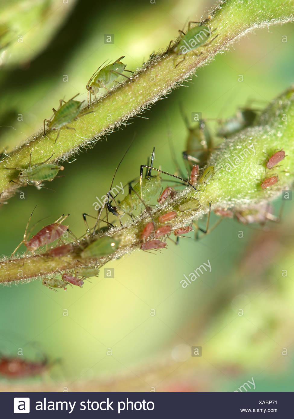 The Aphids High Resolution Stock Photography and Images - Alamy