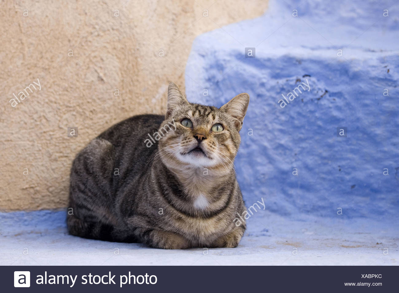 Felis Catus Stock Photos & Felis Catus Stock Images - Alamy