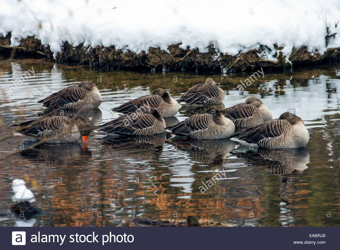 Sleeping Geese High Resolution Stock Photography and Images - Alamy