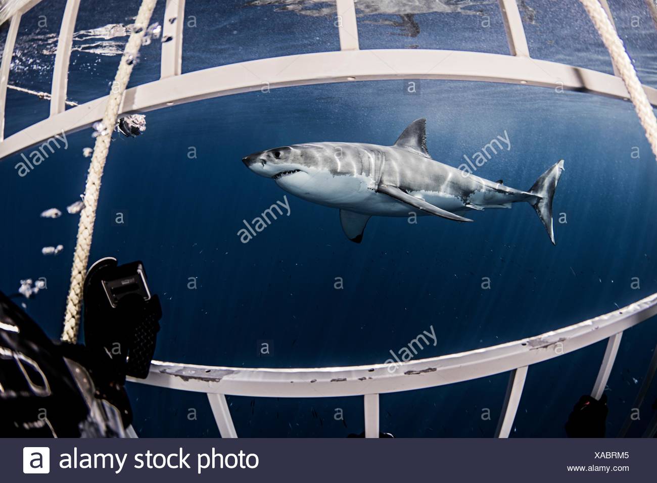 Blue Shark Cage High Resolution Stock Photography and Images - Alamy