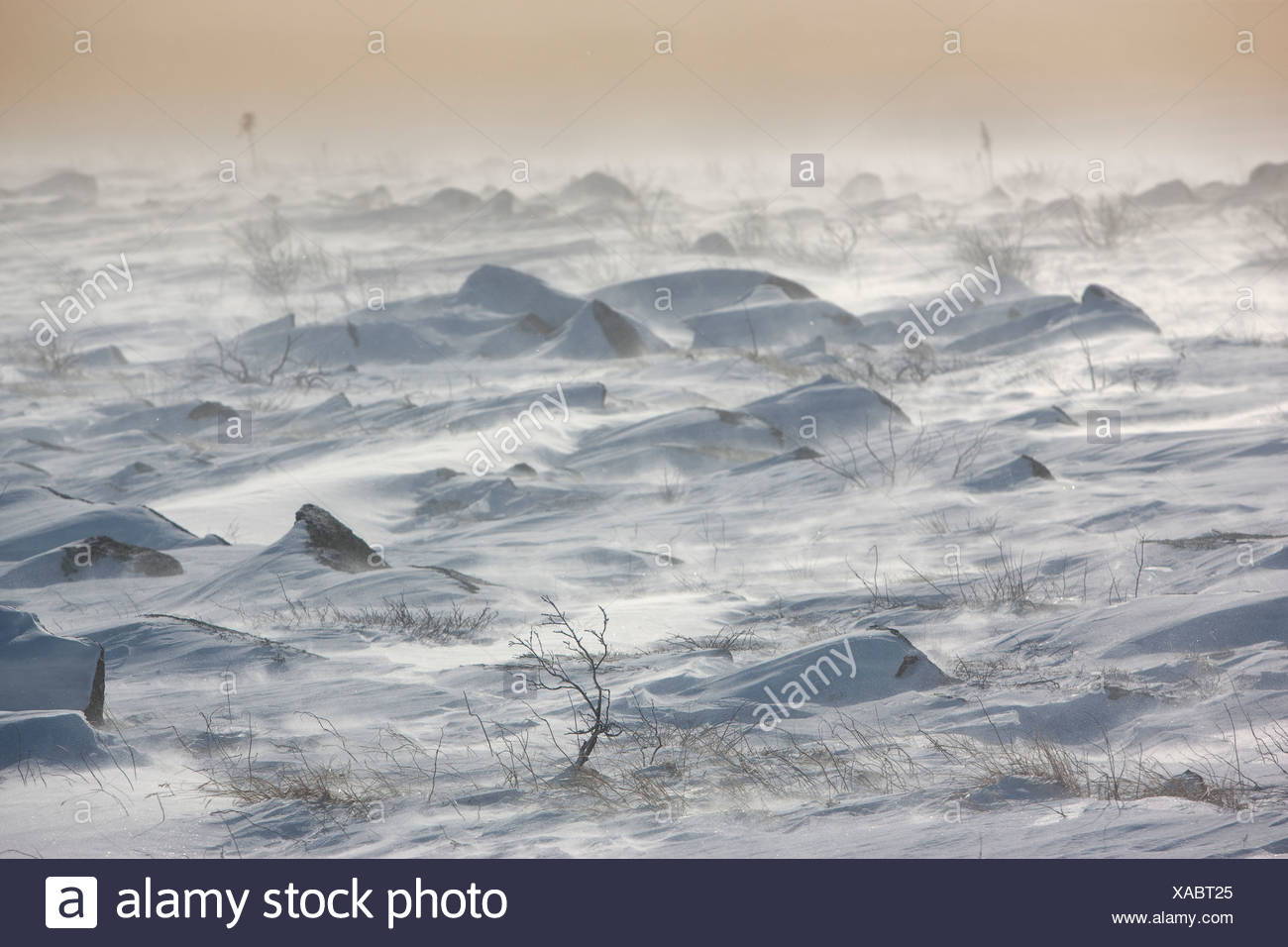Tundra Snow Wind High Resolution Stock Photography and Images - Alamy