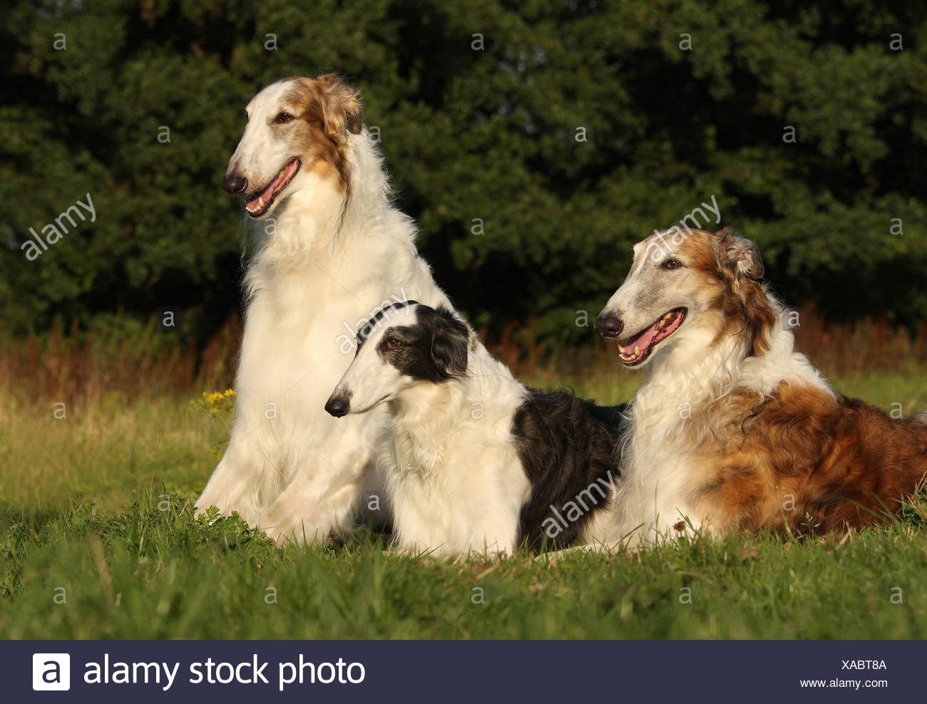 Borzois High Resolution Stock Photography and Images - Alamy
