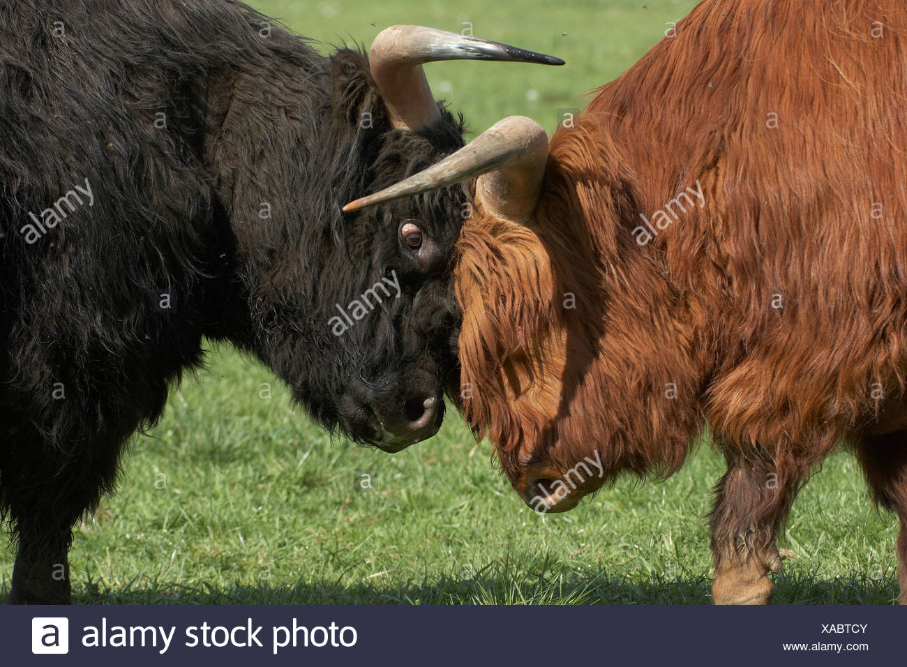 Kampf Kuehe High Resolution Stock Photography and Images - Alamy