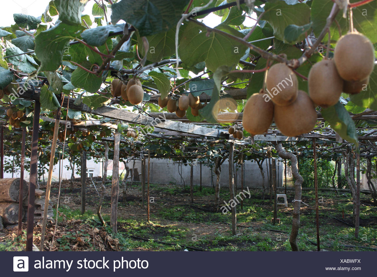 Kiwi Farm High Resolution Stock Photography and Images - Alamy