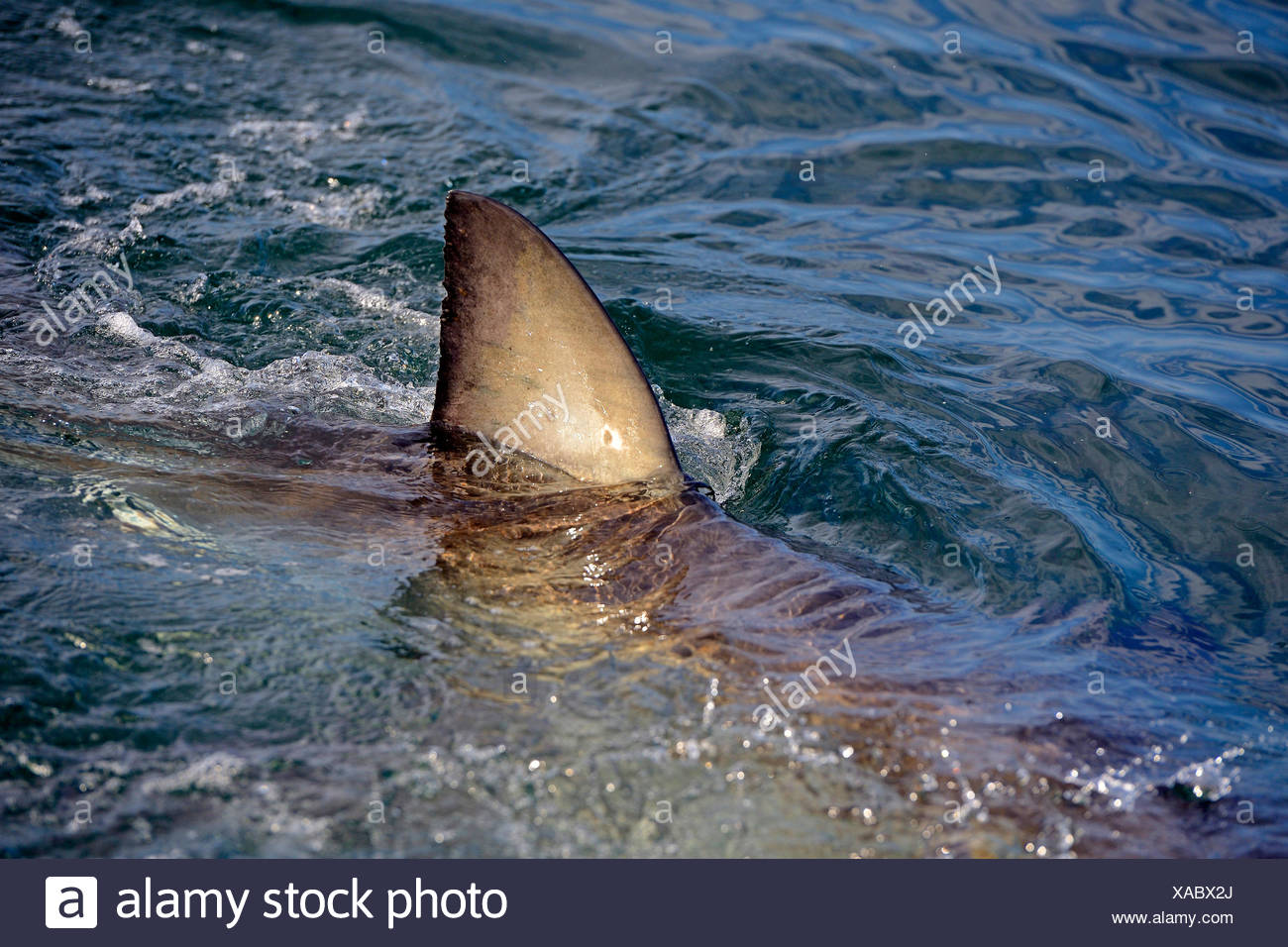 Great White Shark Dorsal Fin High Resolution Stock Photography and ...