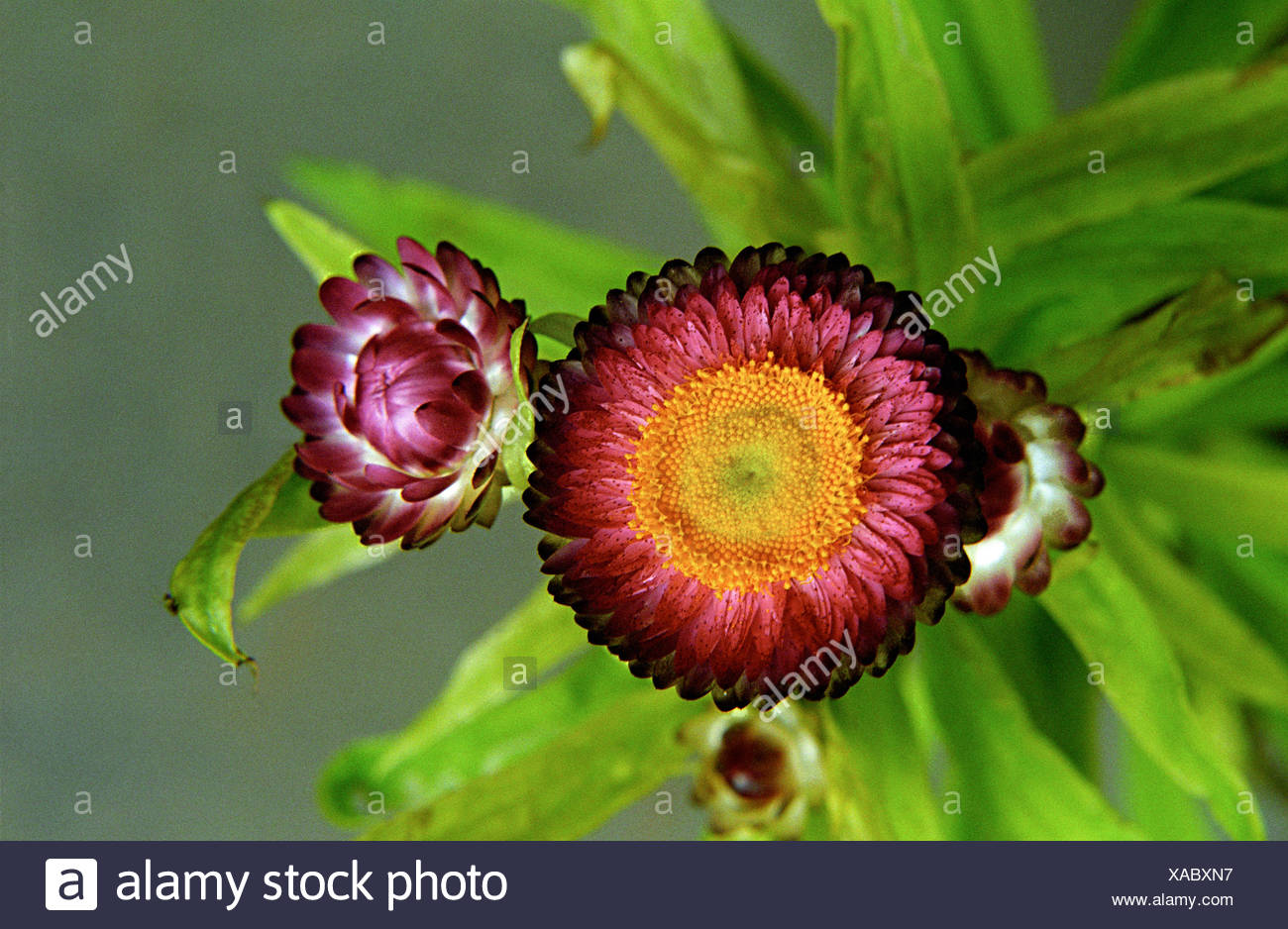 Flower Strawflower Bracteantha Bracteata Stock Photos & Flower ...