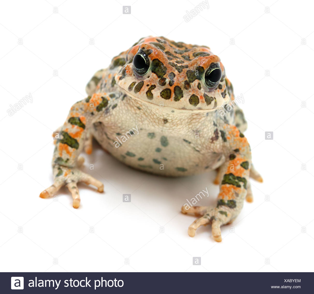 Ugly Toad Stock Photos & Ugly Toad Stock Images - Alamy