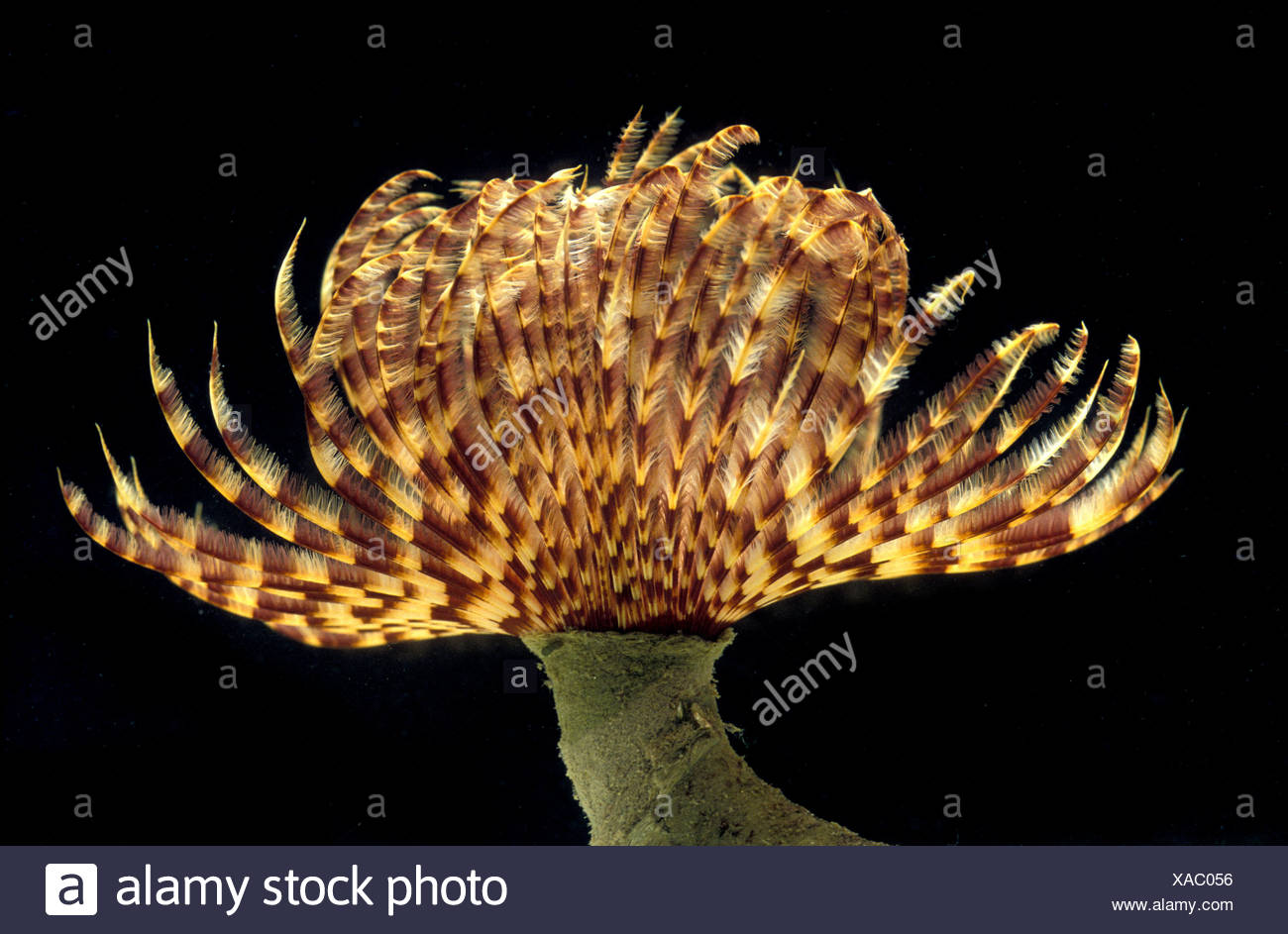 Polychaete Worm High Resolution Stock Photography and Images - Alamy