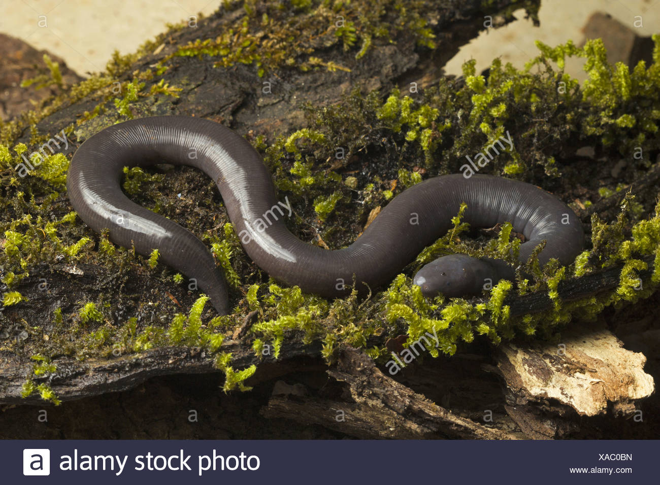 Ichthyophis Stock Photos & Ichthyophis Stock Images - Alamy