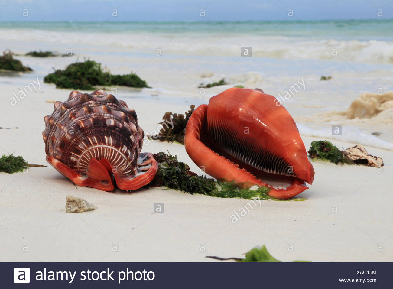Bulls Mouth Conch High Resolution Stock Photography and Images - Alamy