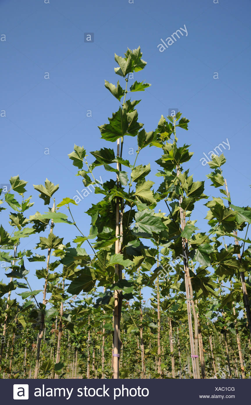 Stake Rope High Resolution Stock Photography and Images - Alamy