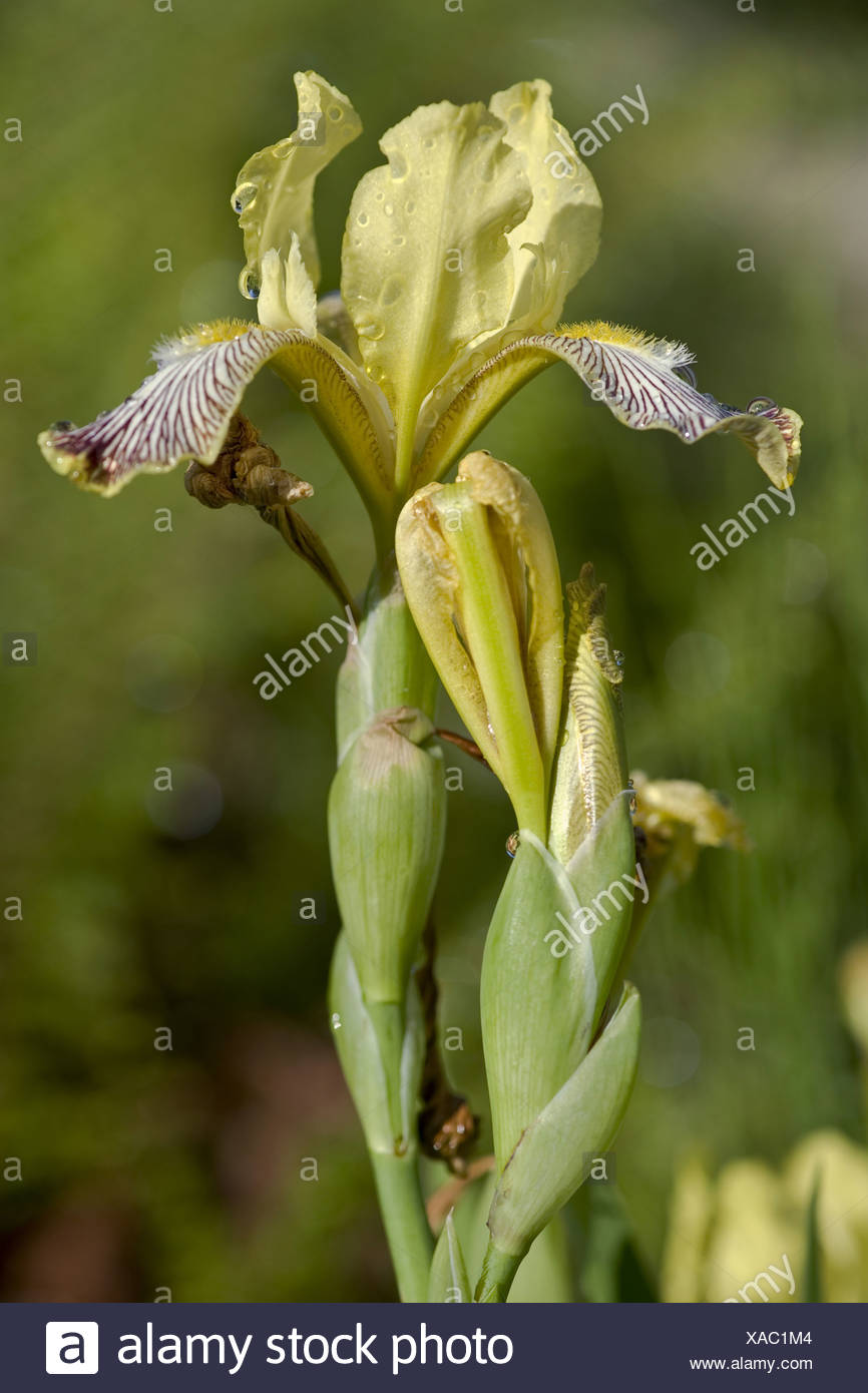 Iris Variegata Stock Photos & Iris Variegata Stock Images - Alamy