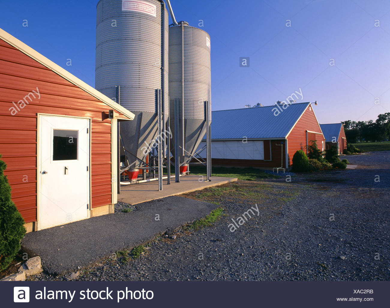 Commercial Broiler Chickens High Resolution Stock Photography and ...