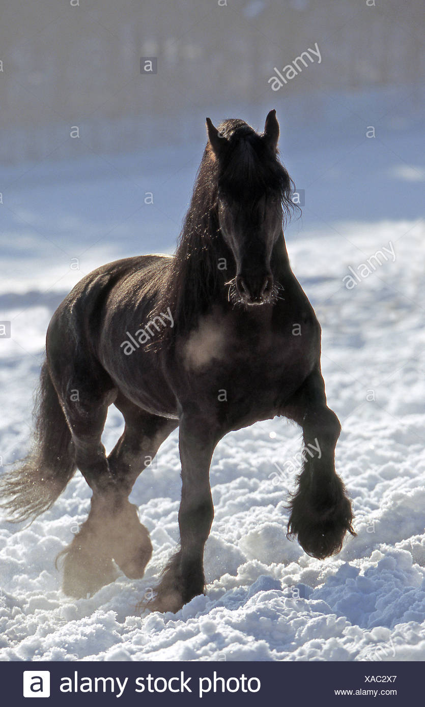 Friesian Snow High Resolution Stock Photography and Images - Alamy