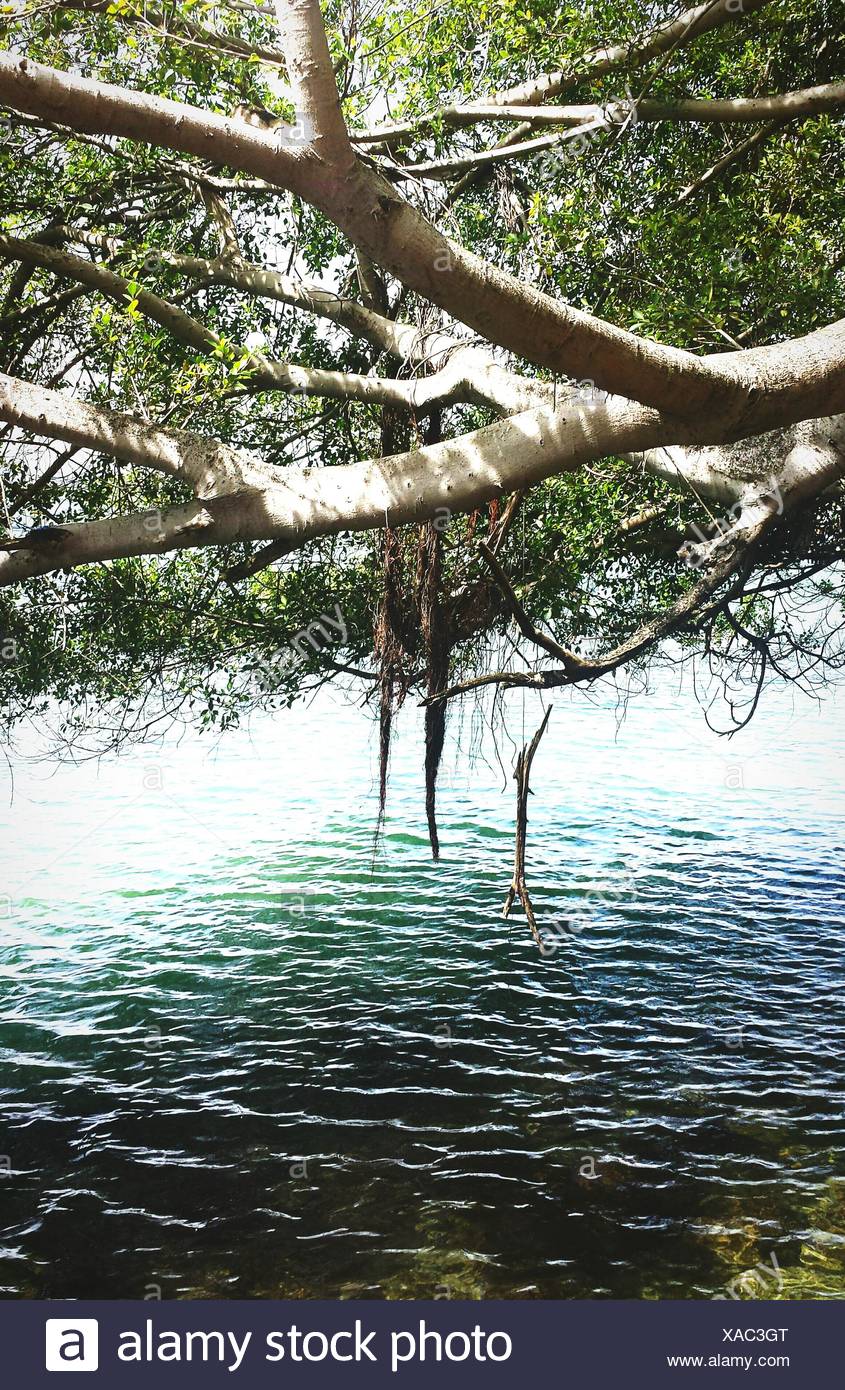Branch Hanging Over Water High Resolution Stock Photography and Images ...